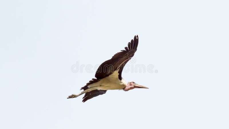 Marabu-Storch Im Mittleren Flug Stockbild - Bild von luft, tiere: 76172353