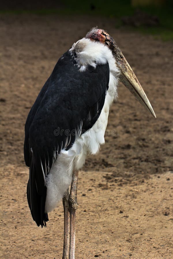 Marabu-Vogel stockbild. Bild von exotisch, waten, furchtsam - 8803241