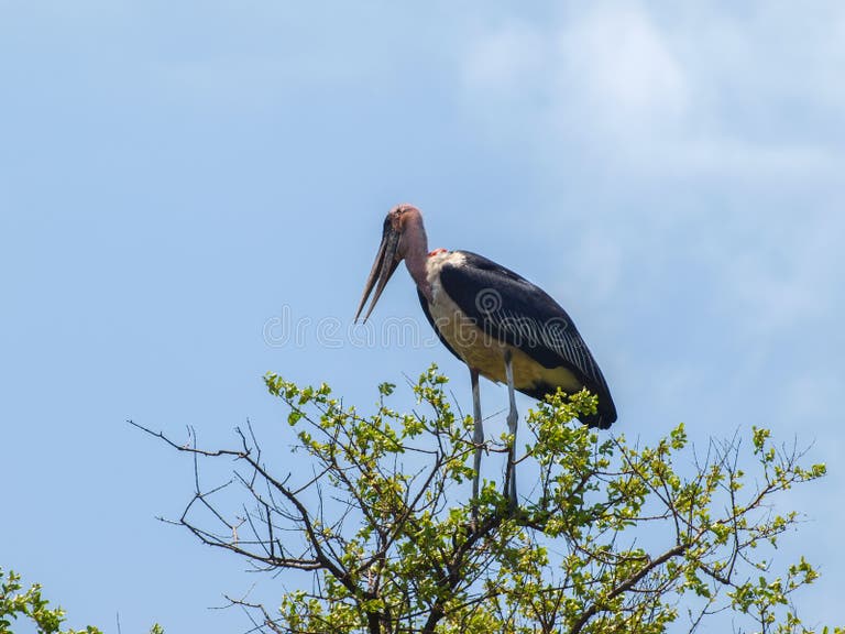 Marabu stork stock photo. Image of africa, tree, marabu - 37983078