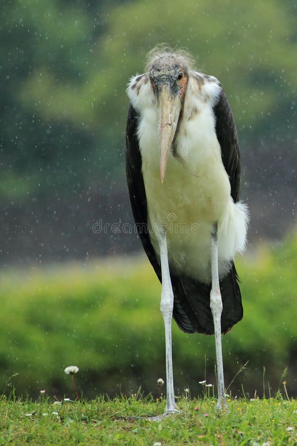 Marabustorch stockbild. Bild von tier, marabu, vogel - 25212105