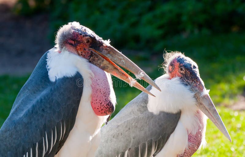 Marabut para obraz stock. Obraz złożonej z przyroda, bocian - 16564233