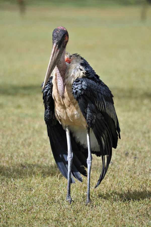 Marabut zdjęcie stock. Obraz złożonej z kenja, ptak, sawanna - 29936530