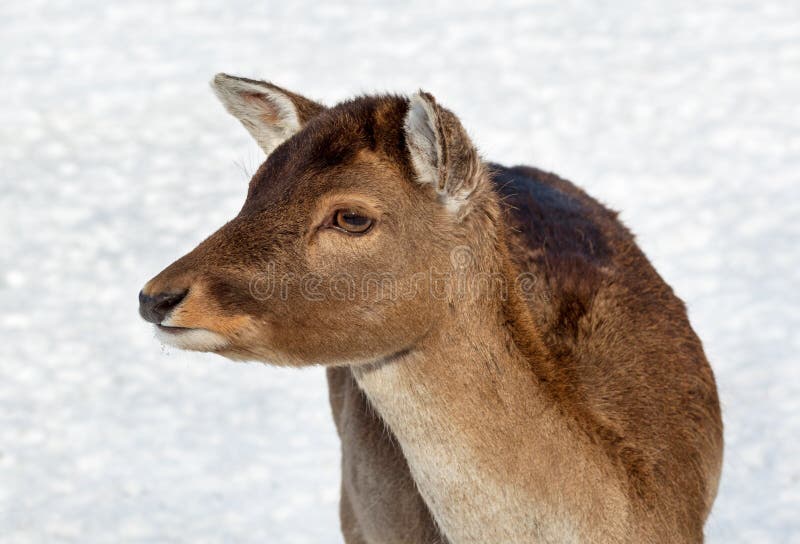 Maral (Rotwild) in Der Reserve Eine Gruppe Rotwild Auf Einer Farm Der ...