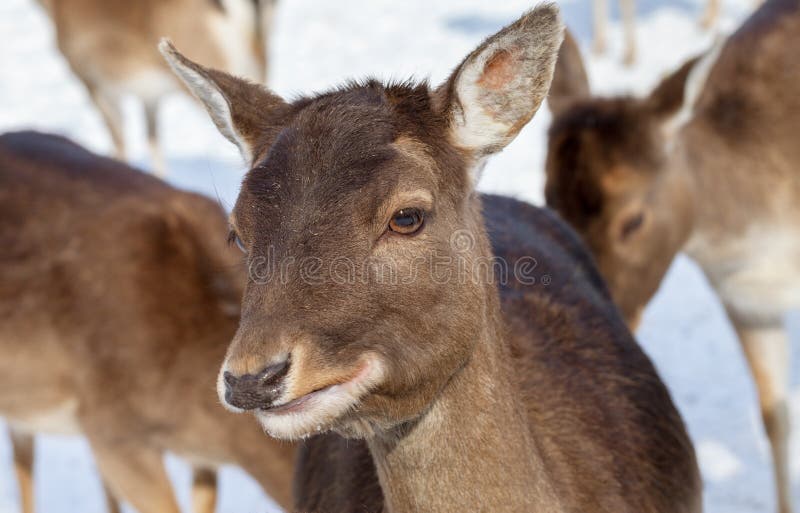 Maral (Rotwild) in Der Reserve Eine Gruppe Rotwild Auf Einer Farm Der ...