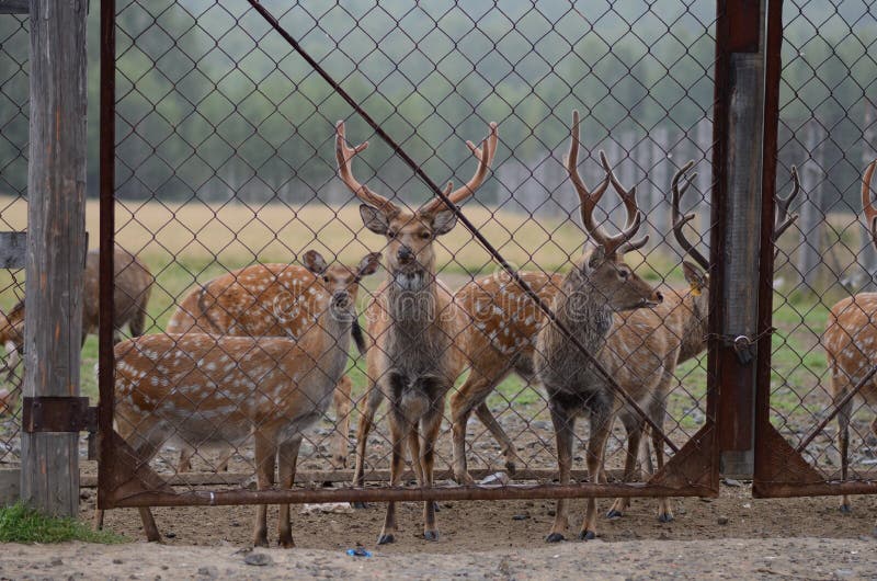 Maral (Rotwild) in Der Reserve Eine Gruppe Rotwild Auf Einer Farm Der ...