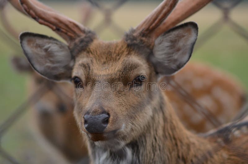 Maral (Rotwild) in Der Reserve Eine Gruppe Rotwild Auf Einer Farm Der ...