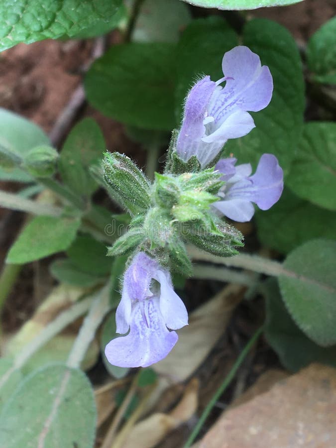 Maramia Stock Photos - Free & Royalty-Free Stock Photos from Dreamstime