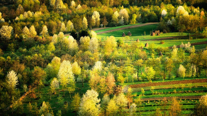 Maramures County Landscape in Spring Time with Blooming Trees, Romania ...