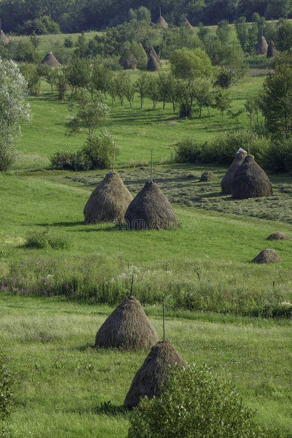 Maramures landscape stock photo. Image of mountain, trees - 7359342