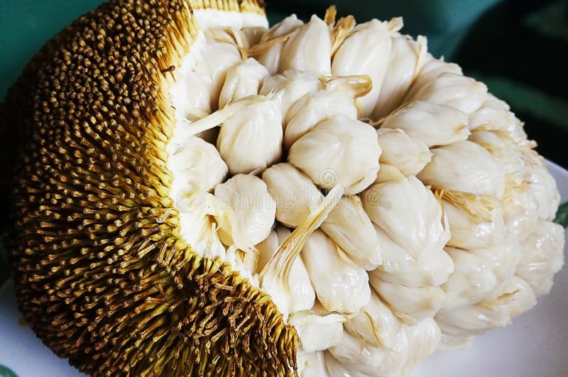 Marang or johey oak fruit stock photo. Image of johey - 38908888