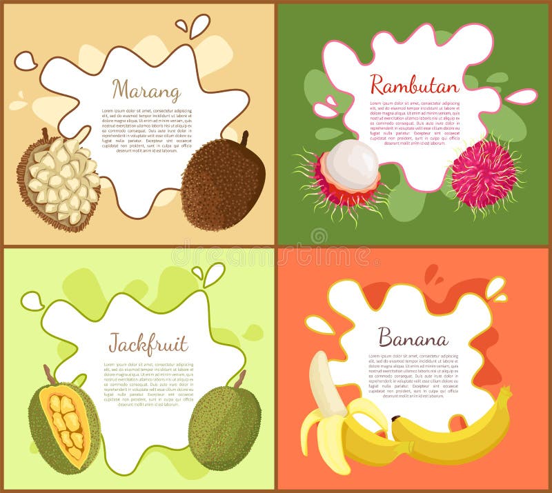 Marang Y Ejemplo Del Vector Del Jackfruit Del Rambutan Ilustración del ...