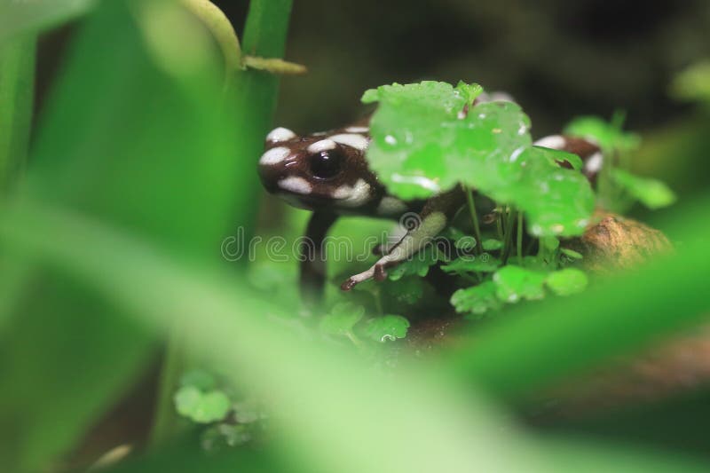 Maranon poison frog stock image. Image of poison, frog - 350048977