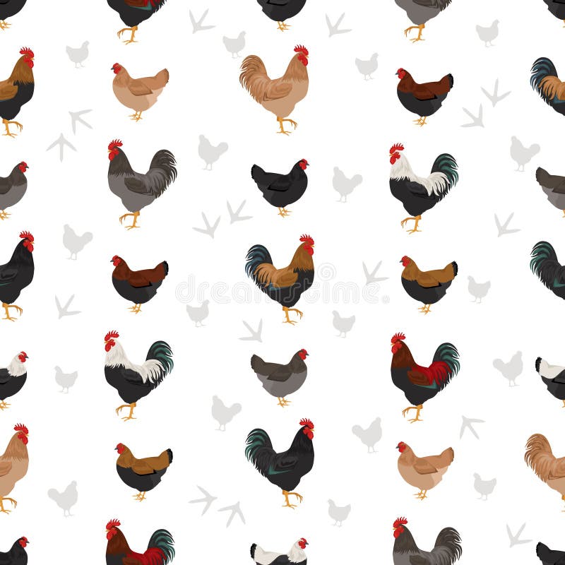 Marans Chicken Breeds Seamless Pattern. Poultry and Farm Animals Stock ...