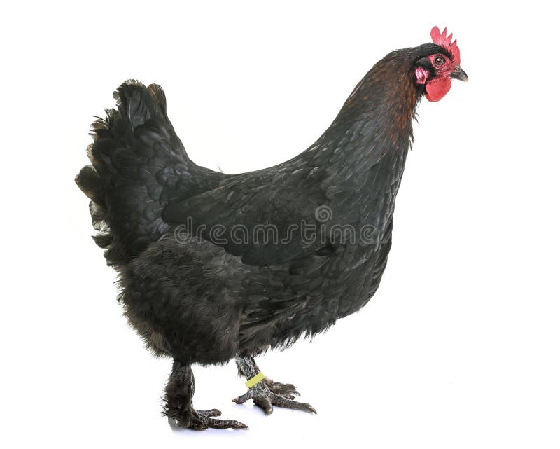 Marans chicken in studio stock photo. Image of rural - 111549712