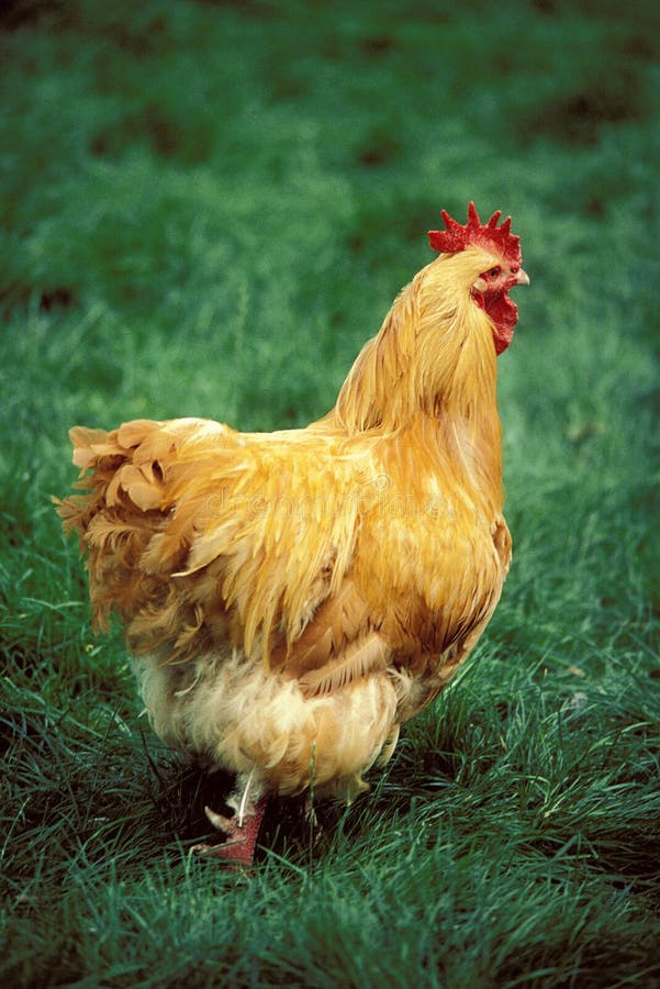 Marans cuivree stock image. Image of domestic, haired - 170737497