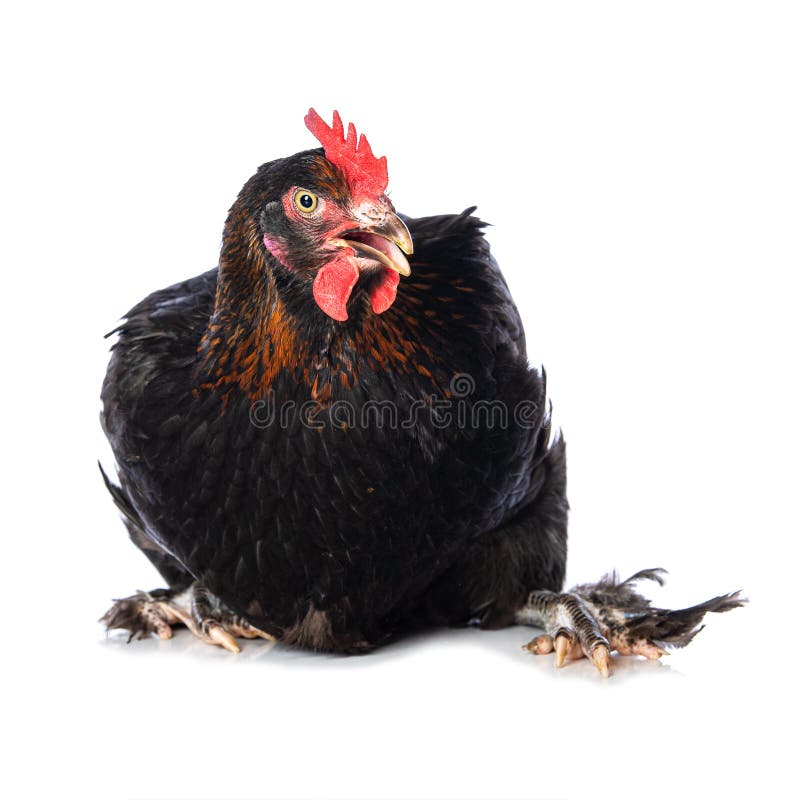 Marans Hen Isolated on White Stock Photo - Image of livestock, alive ...