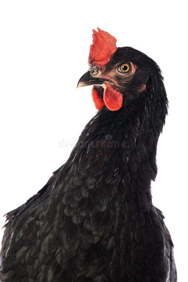 Marans Hen Isolated on White Stock Photo - Image of livestock, alive ...