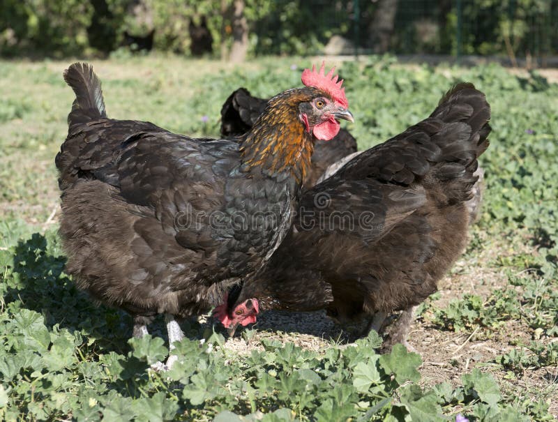 Rotes Marans-Huhn stockfoto. Bild von recht, schnabel - 51962390