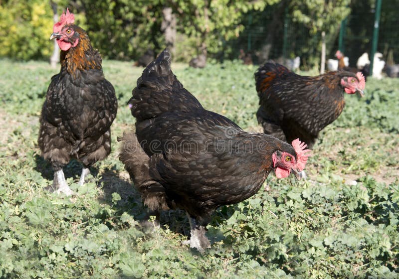 Marans-Huhn im Garten stockfoto. Bild von henne, geflügel - 79056896
