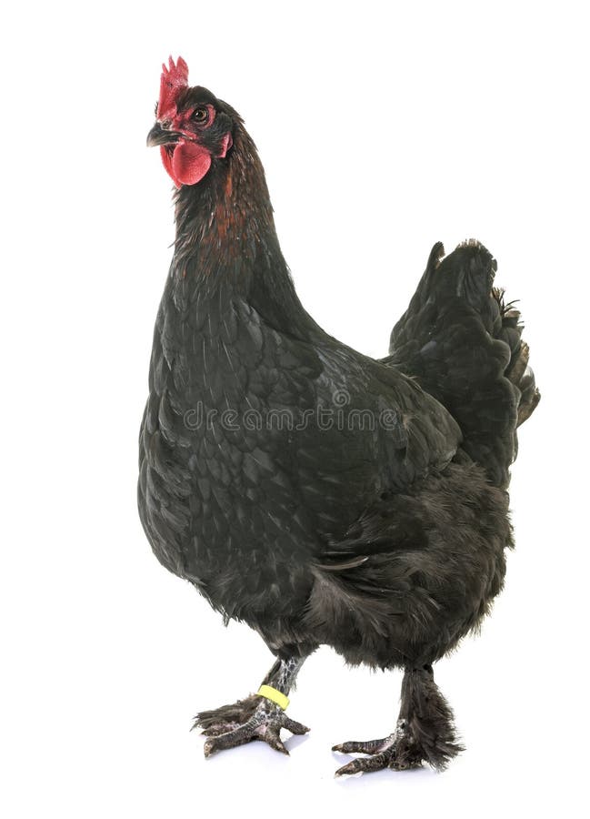 Rotes Marans-Huhn stockfoto. Bild von recht, schnabel - 51962390