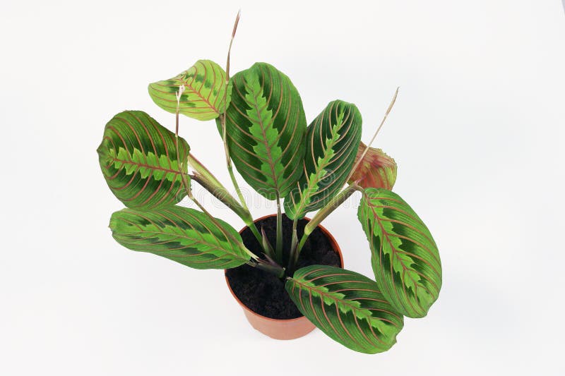 Green Maranta Plant In Flowerpot Stock Photo - Image of background ...