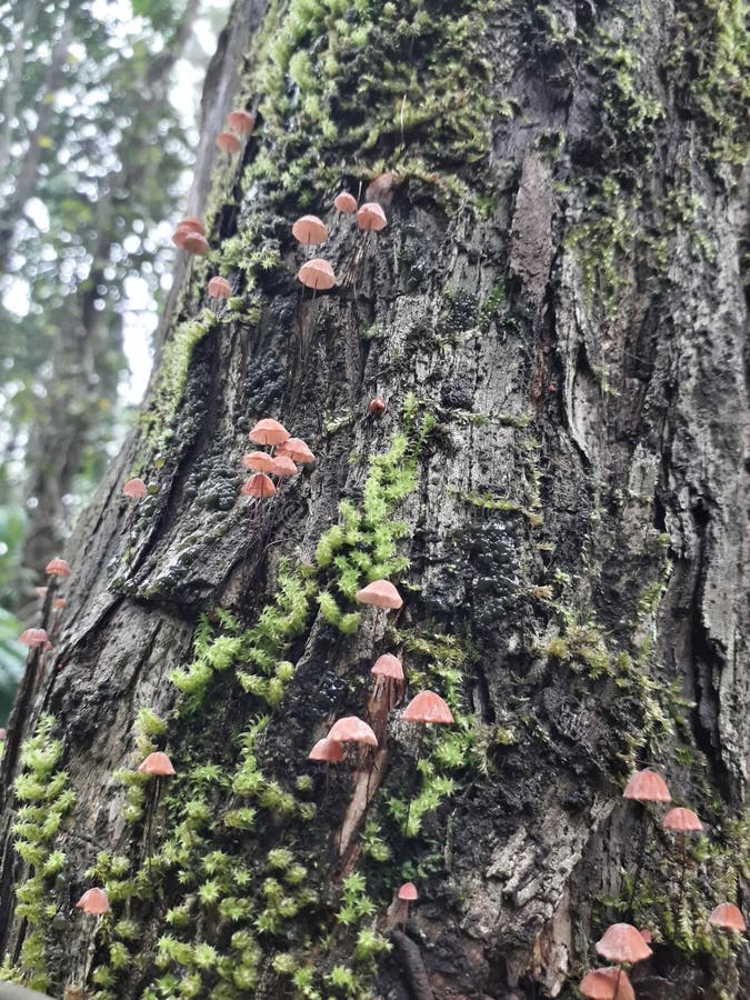 Coorg Mushroom Stock Photos - Free & Royalty-Free Stock Photos from ...