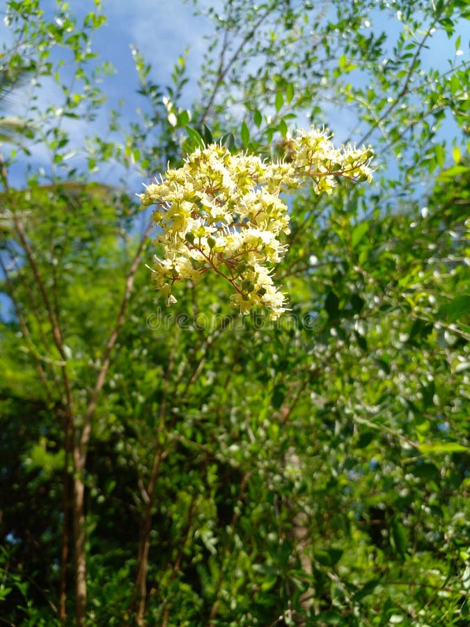 Marathondi Flower Lowsonia Inermis Stock Photo - Image of inermis ...