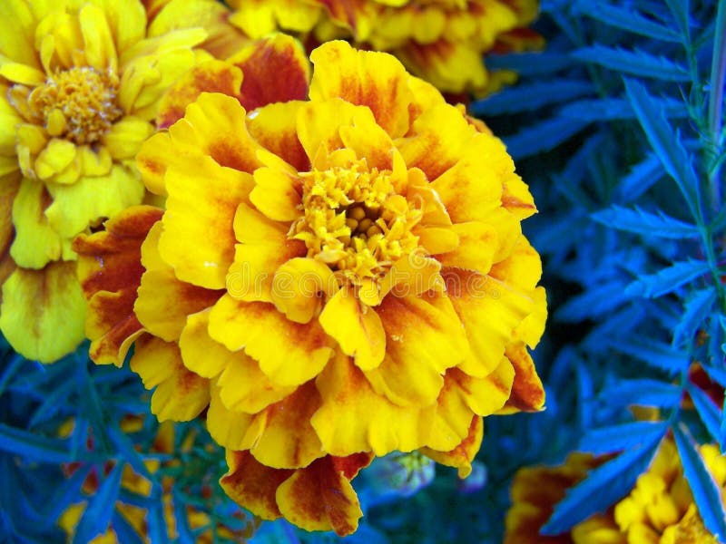 Grandes Flores De Caléndula Creciendo En Un Lecho De Flores Verde ...