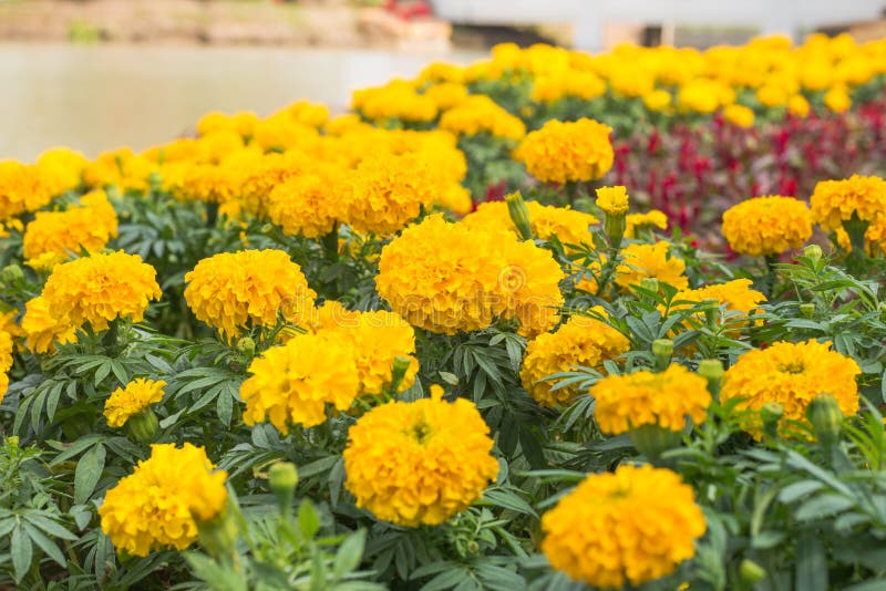 Maravilla Amarilla De La Flor Foto de archivo - Imagen de hojas, floral ...