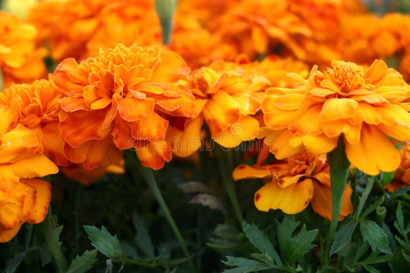 Caléndulas imagen de archivo. Imagen de flor, planta, maravilla - 1624691