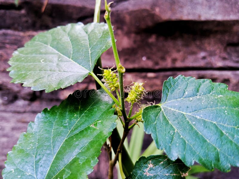 Marberry Fruit Stock Photos - Free & Royalty-Free Stock Photos from ...