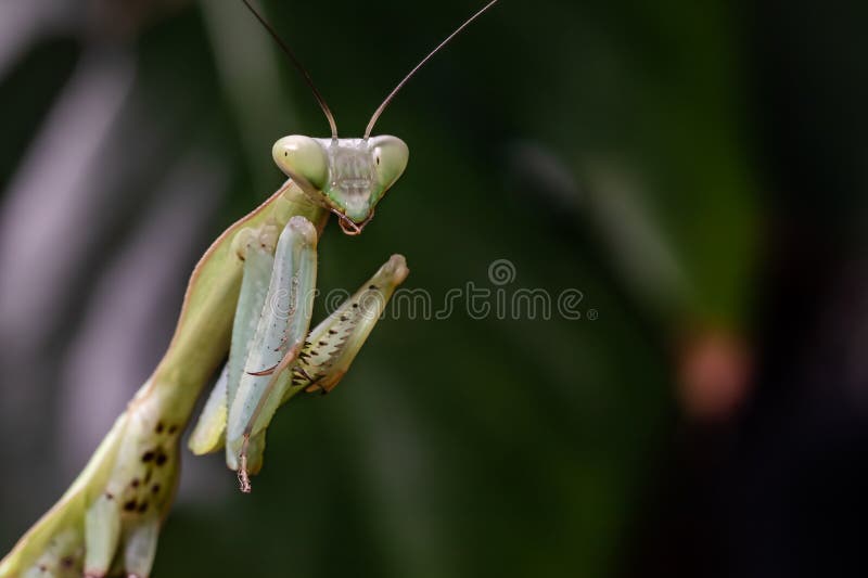 Marbica Polyspilot Mantis. Mantis Sitting in a Terrarium Stock Image ...