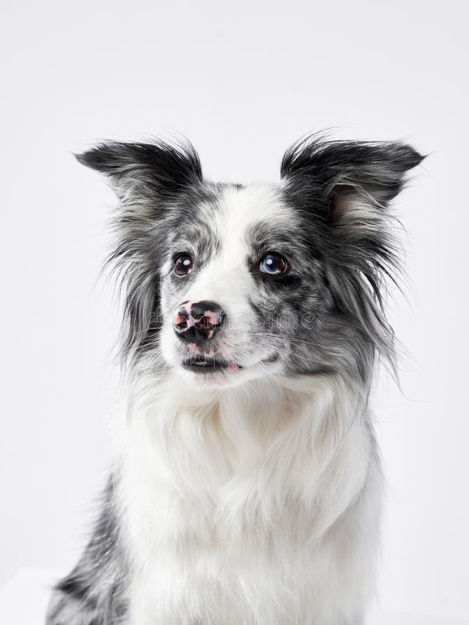 Marble Border Collie. Cute Dog on a White Background Stock Image ...