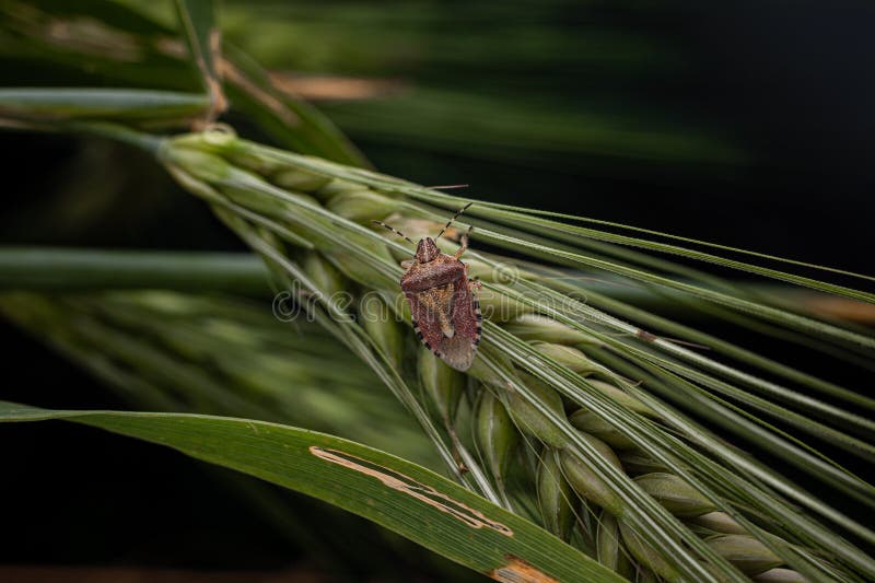 Marble Bug on a Spikelet of Wheat Stock Photo - Image of destroy, stems ...