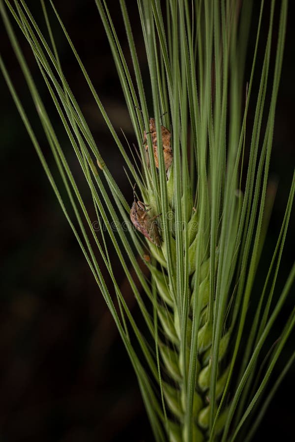 Marble Bug on a Spikelet of Wheat Stock Photo - Image of marble, food ...