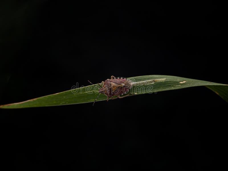 Marble Bug on a Spikelet of Wheat Stock Photo - Image of wheat ...