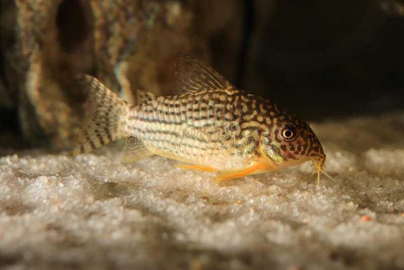 Marble Catfish Fish. Macro Closeup Background Stock Photo - Image of ...