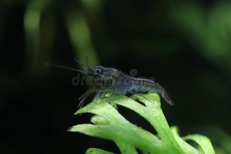 Marble Crayfish Baby on a Branch of Algae. Stock Image - Image of ...