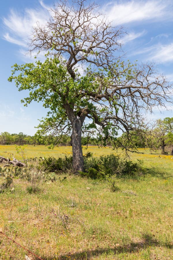Tree in a Pasture in the Texas Hill Country Stock Photo - Image of ...