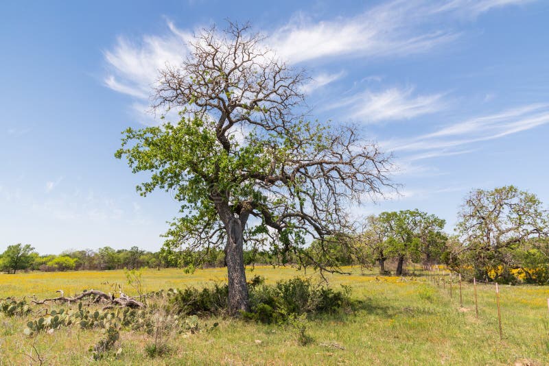 Tree in a Pasture in the Texas Hill Country Stock Photo - Image of ...