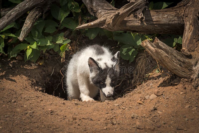 Red Marble Fox Vulpes Vulpes Sits Squinting in Snow Winter Stock Image ...