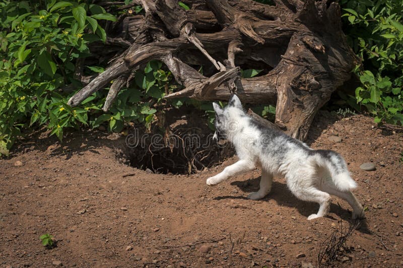 Red Marble Fox Vulpes Vulpes Sits Squinting in Snow Winter Stock Image ...