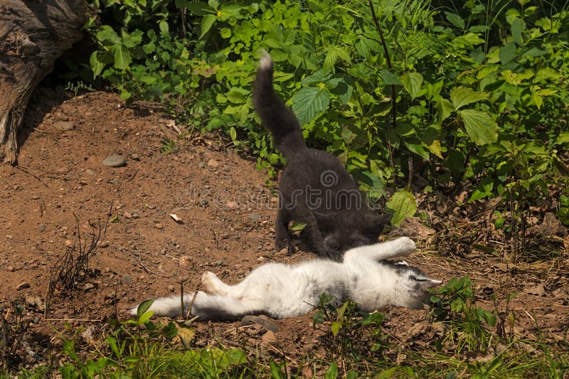 Marble Fox Vulpes Vulpes Rolled by Silver Fox Stock Photo - Image of ...