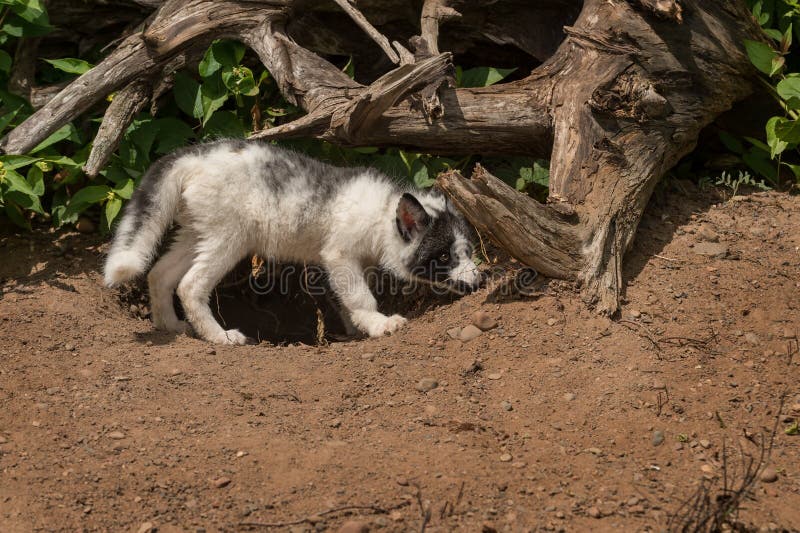 Red Marble Fox Vulpes Vulpes Sits Squinting in Snow Winter Stock Image ...
