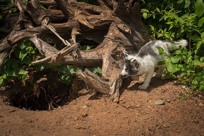 Red Marble Fox Vulpes Vulpes Sits Squinting in Snow Winter Stock Image ...
