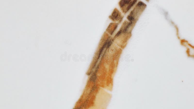 Marble Granite Grey and White with Gold Texture, Ruby Floor Ceramic ...