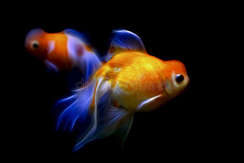 Marble phoenix egg fish stock photo. Image of colorful - 78571142