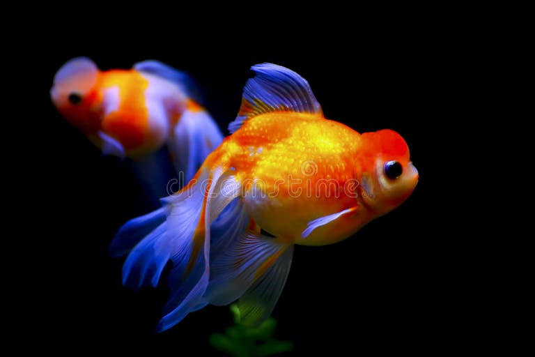Marble phoenix egg fish stock image. Image of orange - 78513715