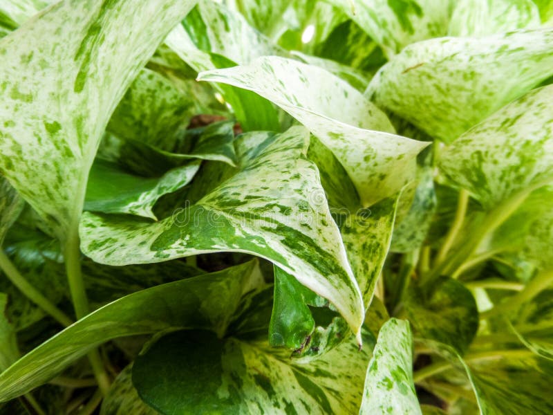 Marble Queen stock image. Image of plants, field, leaf - 55211855