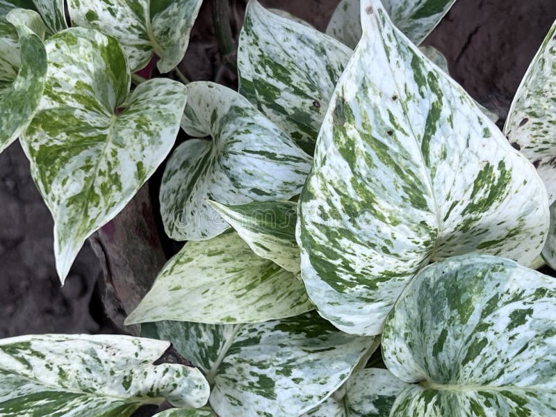 Marble Queen Pothos, Epipremnum Aureum Marble Queen Stock Photo - Image ... Marble Queen Pothos, Epipremnum Aureum Marble Queen Stock Photo - Image ...